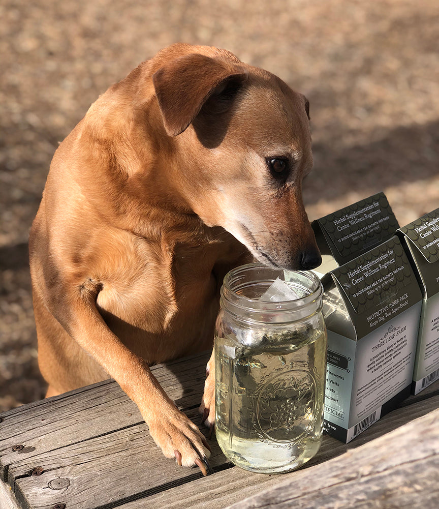 Herbal Dog Tea - Organic Tummy Tamer™ – The Boulder Tea Company